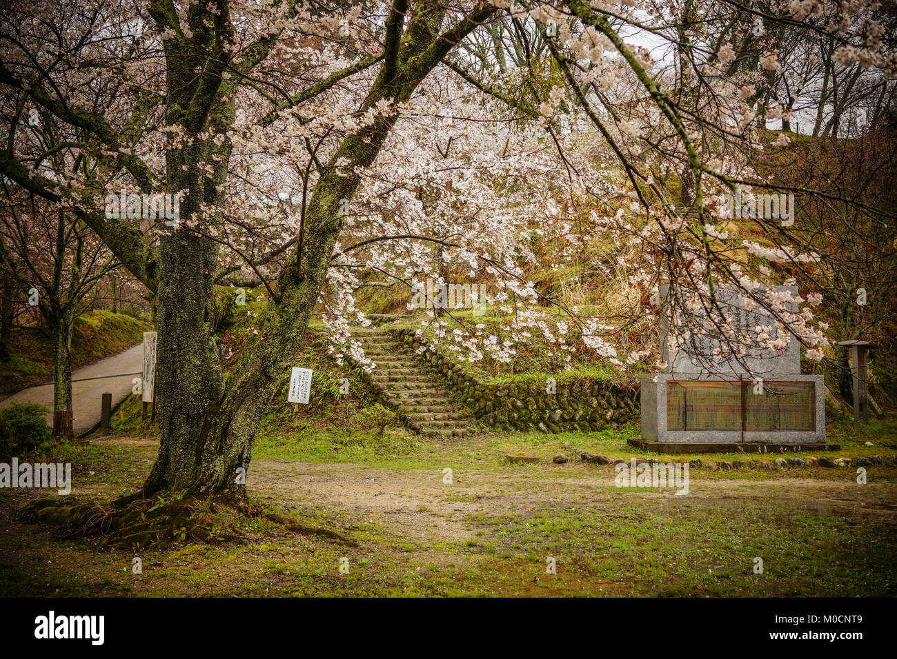 Nara, Japan - Apr 4, 2014. Cherry blossom at the city park in Nara ...