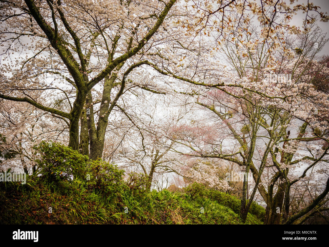 Cherry trees and flowers at garden in Nara, Japan Stock Photo - Alamy