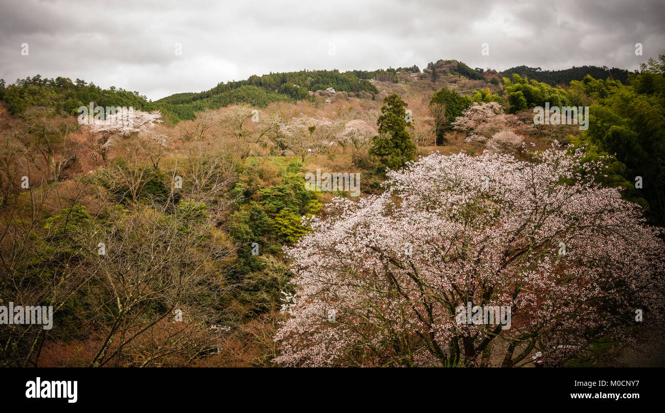Yoshino cherry tree avenue hi-res stock photography and images - Alamy