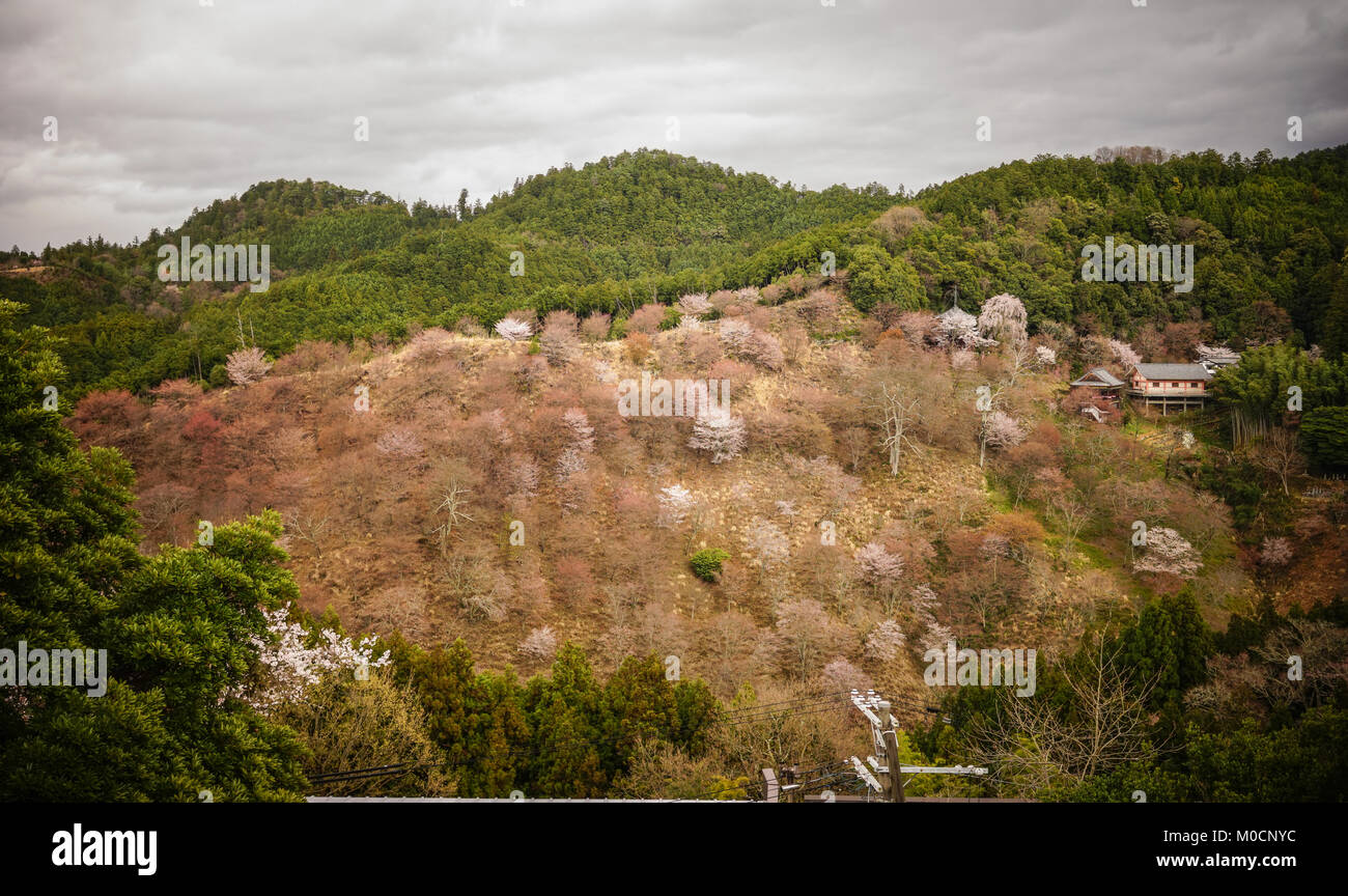 Mount yoshino japan cherry hi-res stock photography and images - Alamy