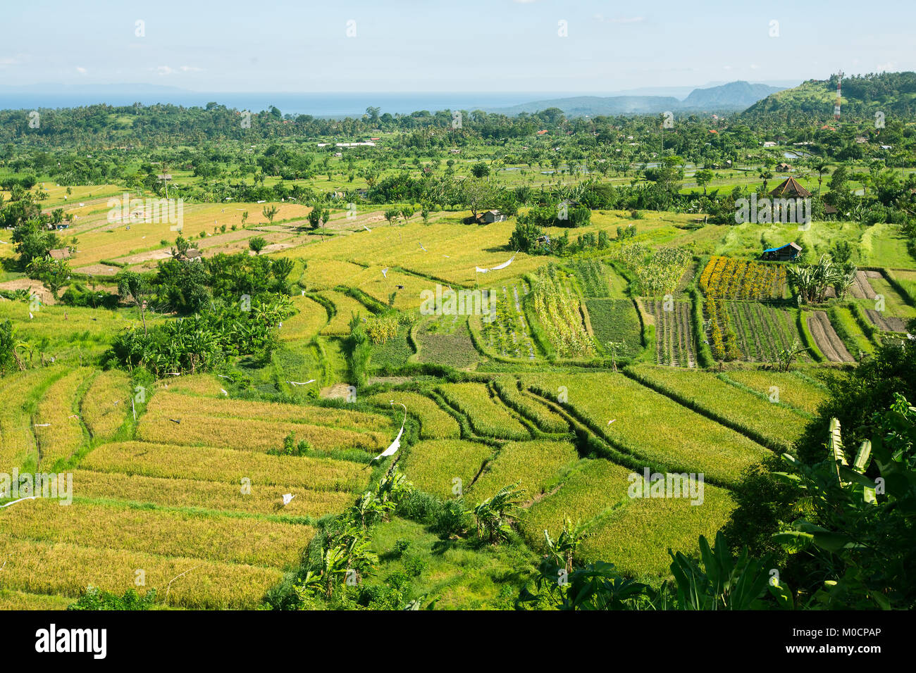 Panorama of valley with rice fields, Bali island, Indonesia Stock Photo ...