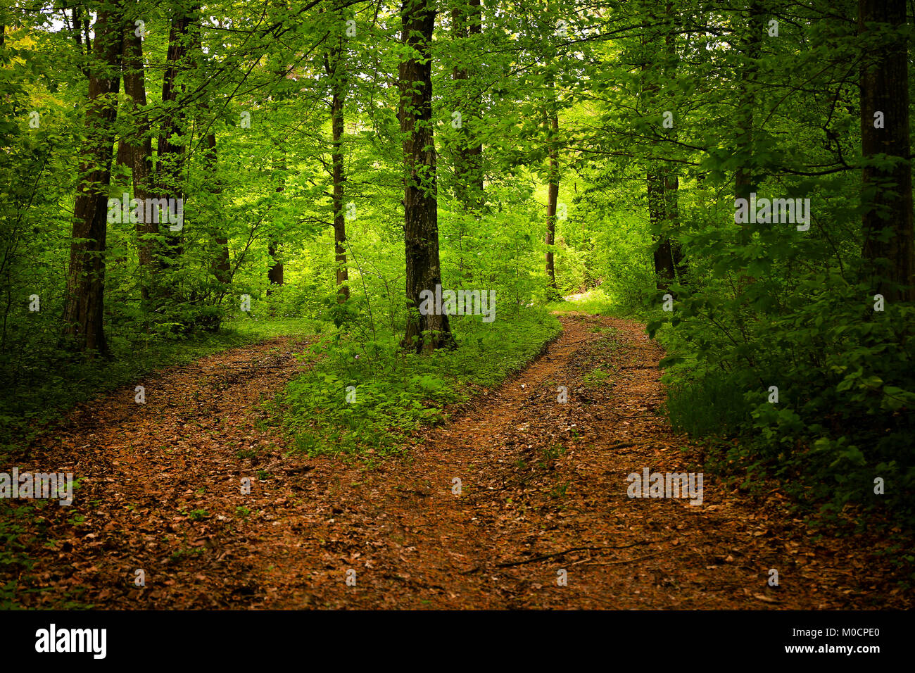 Two path in spring forest Stock Photo - Alamy