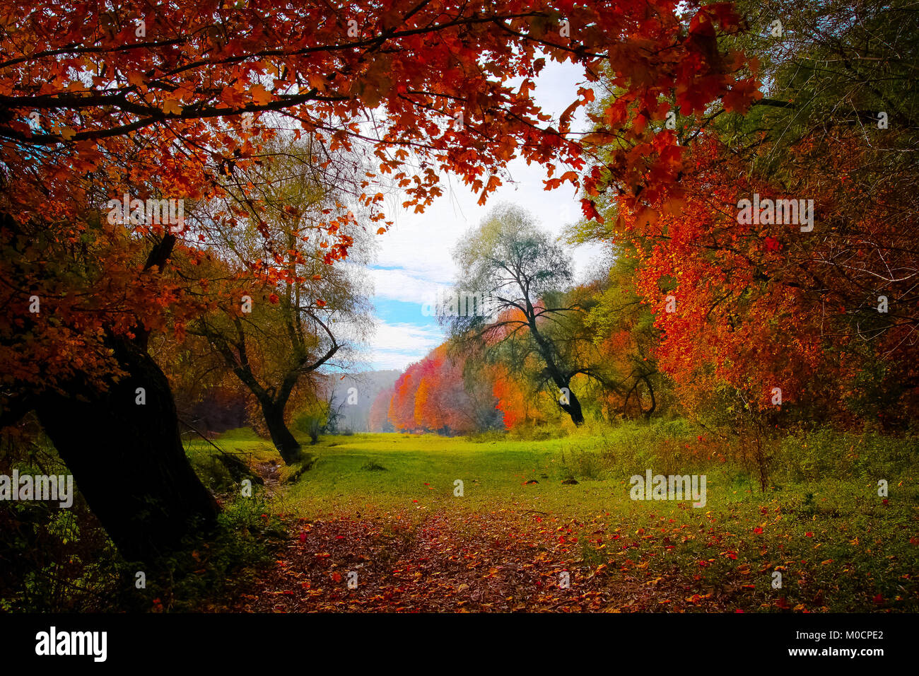 View trough the red autumn leaves at the edge of the forest Stock Photo ...