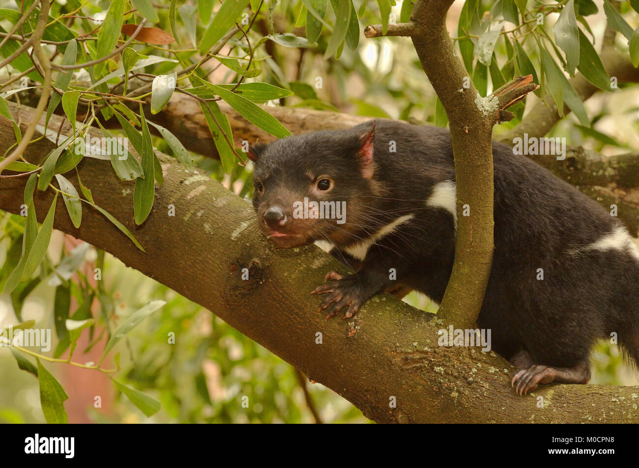 Tasmanian Devil Sarcophilus harrisii Young devil climbing tree ...