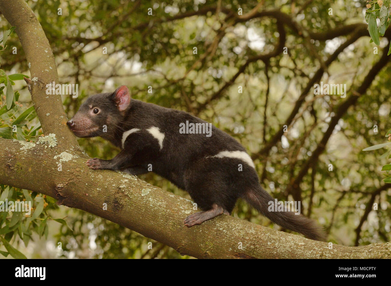 Tasmanian devil pouch hi-res stock photography and images - Alamy