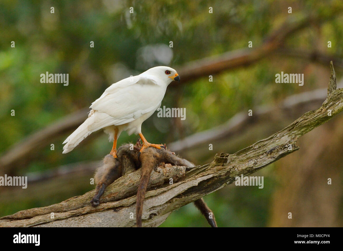 Goshawk White Morph