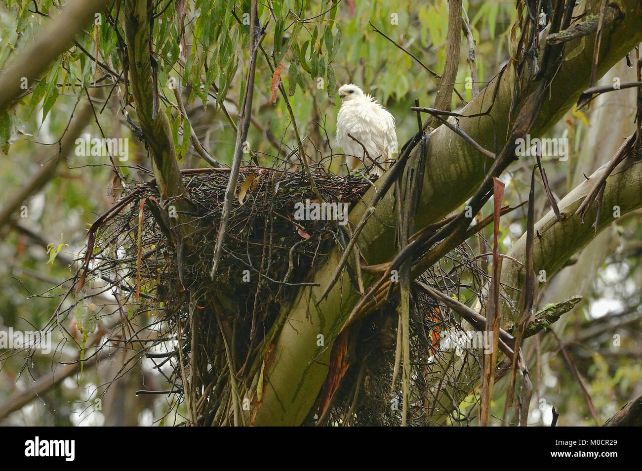 Grey (White)Goshawk Accipiter novaehollandiae At nest Photographed in ...