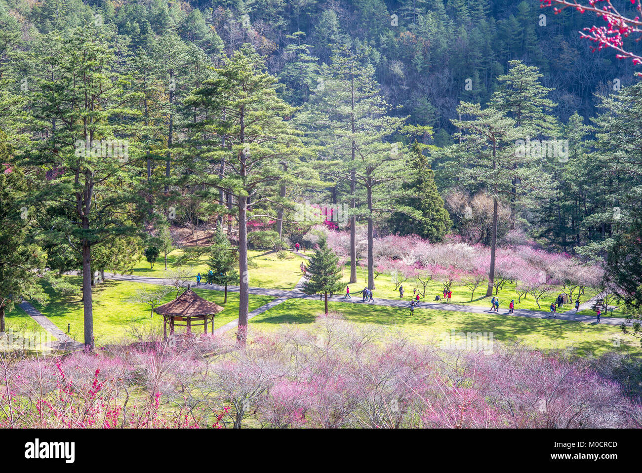 Aerial view of flower garden hi-res stock photography and images - Alamy