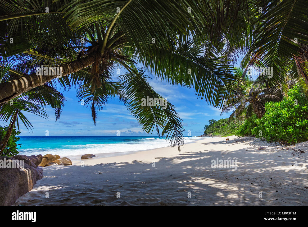 beautiful paradise beach with palm trees, granite rocks, white sand and ...