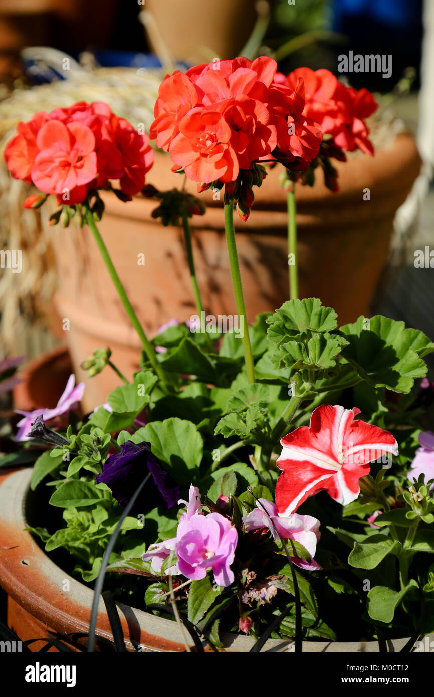 Pelargoniums pot patio hi-res stock photography and images - Alamy