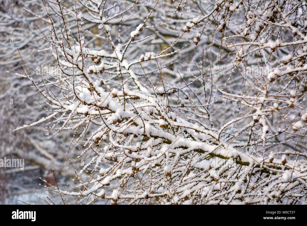 Larch Branch Stock Photos & Larch Branch Stock Images - Alamy