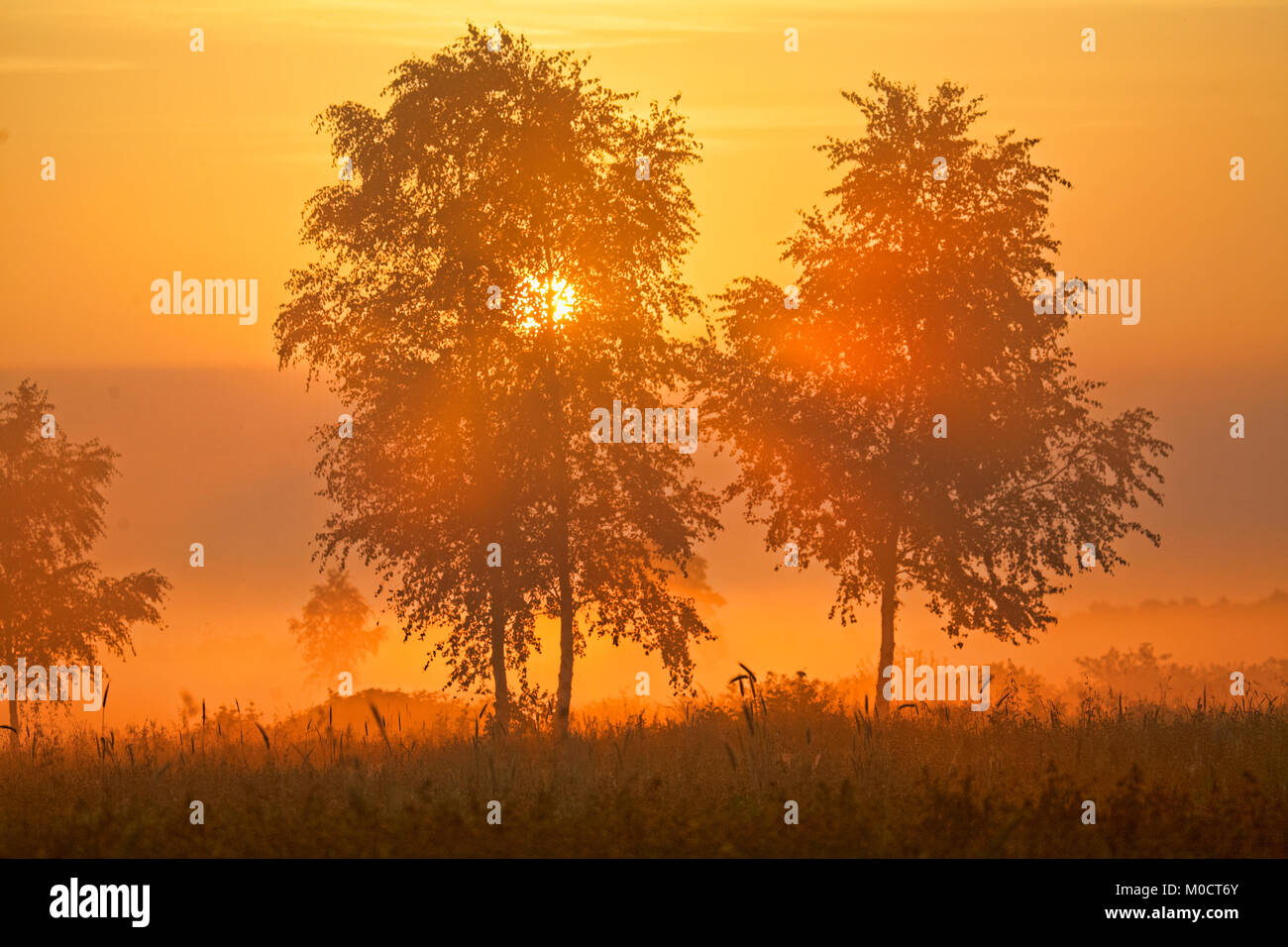 Sunrise with trees Stock Photo - Alamy