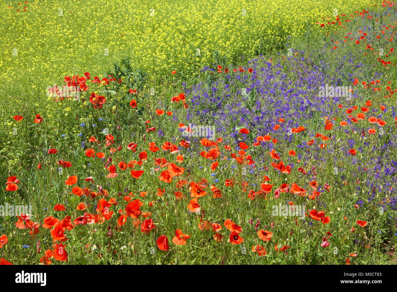 Popy hi-res stock photography and images - Alamy