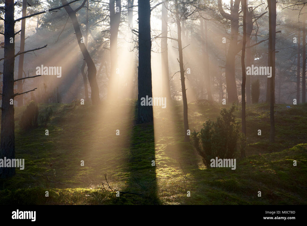 Reflections in forest Stock Photo - Alamy