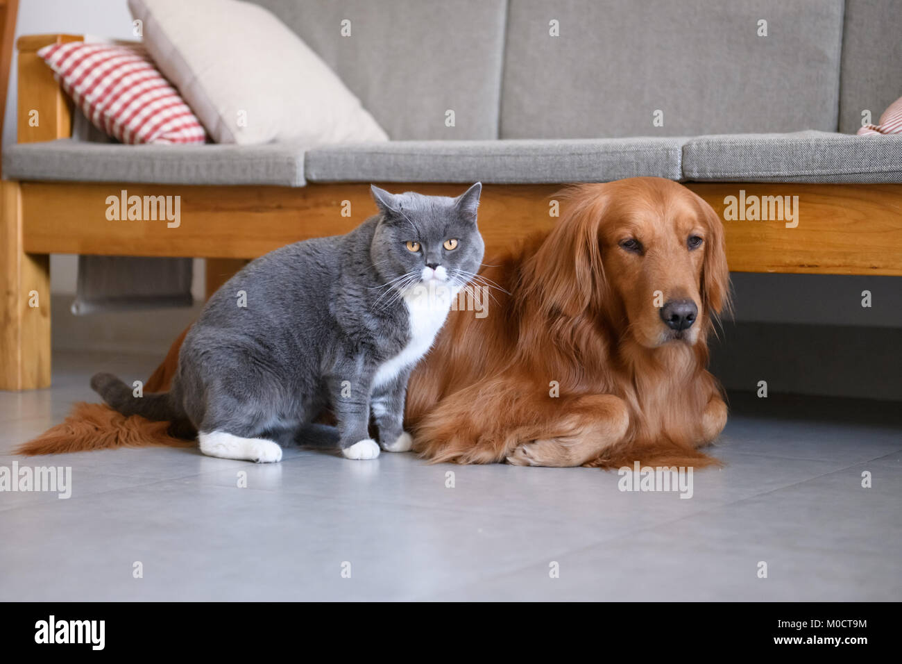 Golden Retriever and Cat Stock Photo - Alamy