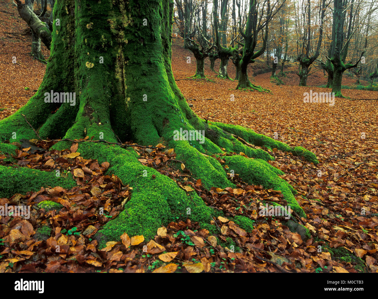 Beech tree, Atlantic forest, Spain, Europe Stock Photo - Alamy