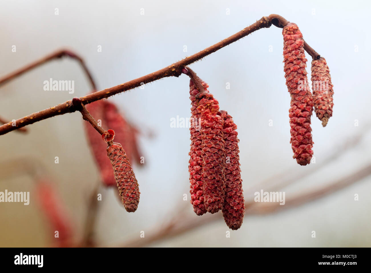 Cobnut tree hi-res stock photography and images - Alamy