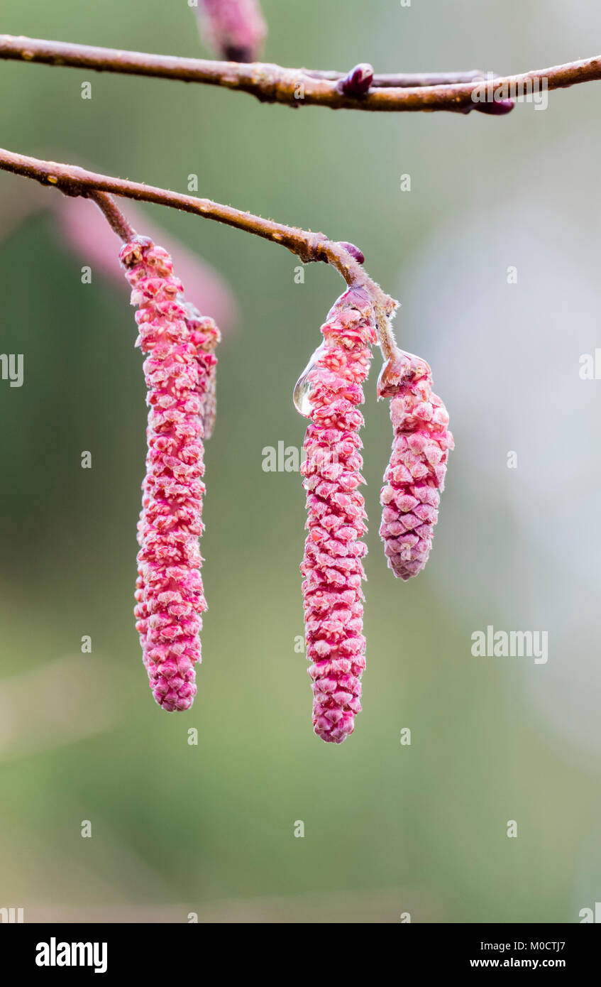 Ornamental hazel hi-res stock photography and images - Alamy
