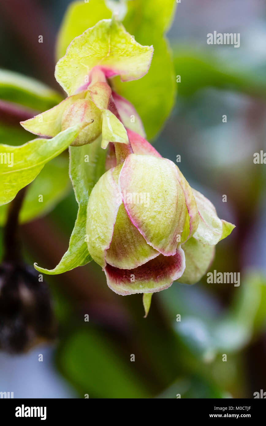 Close up of the flowers of the winter flowering stinking hellebore ...