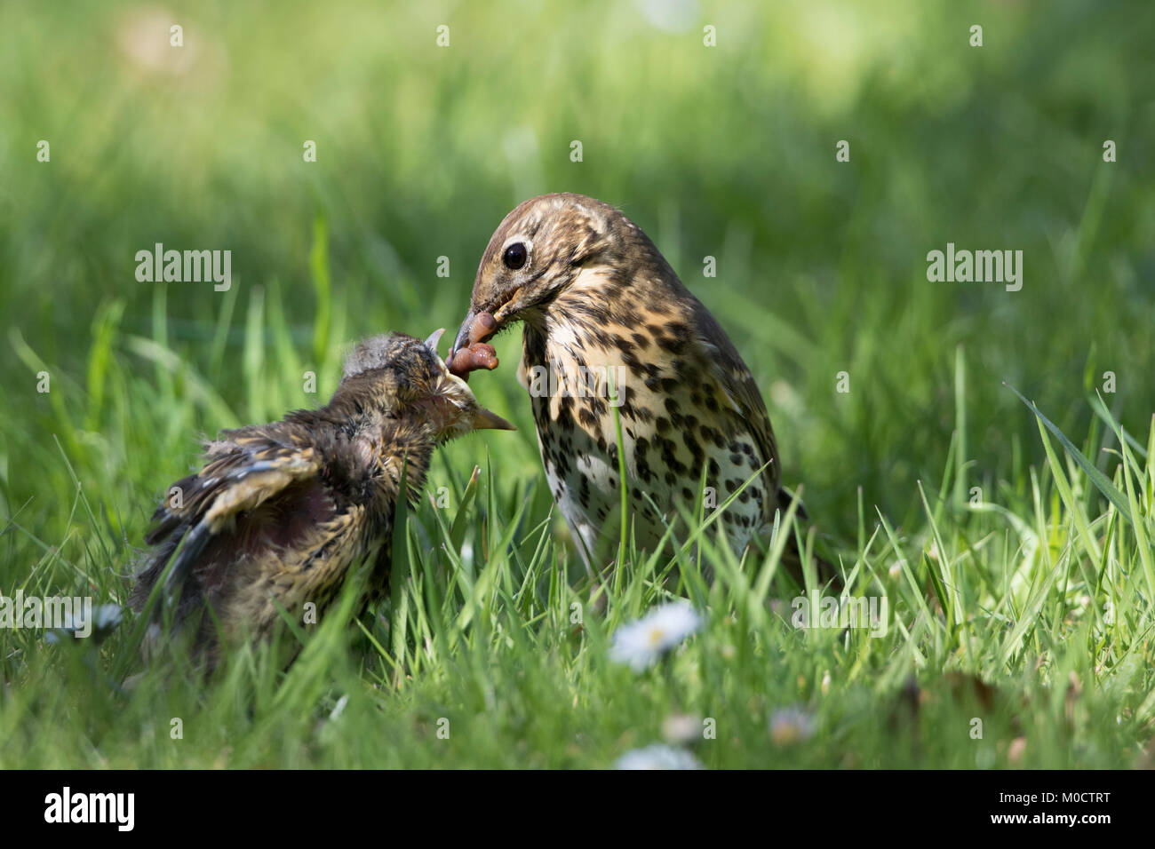 Juvenile Song Thrush High Resolution Stock Photography and Images - Alamy