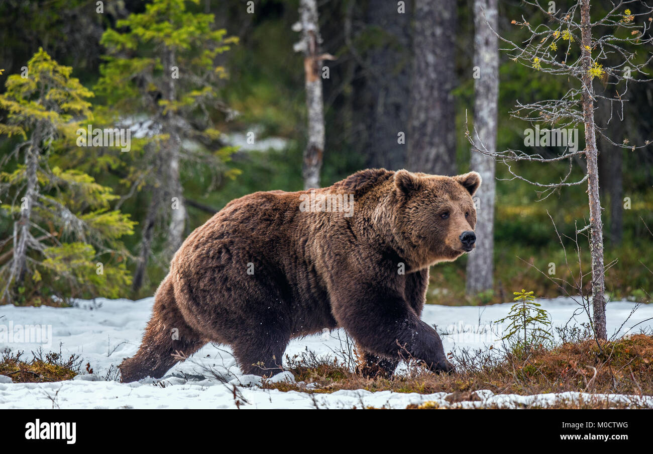 Wild Brown Bear in the spring forest. European Brown Bear ( Ursus ...