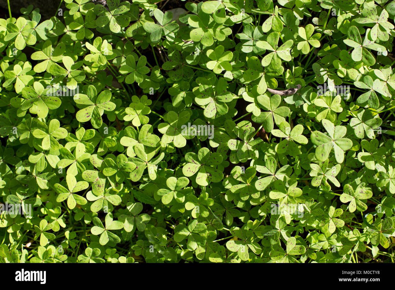 Bunch of clovers hi-res stock photography and images - Alamy