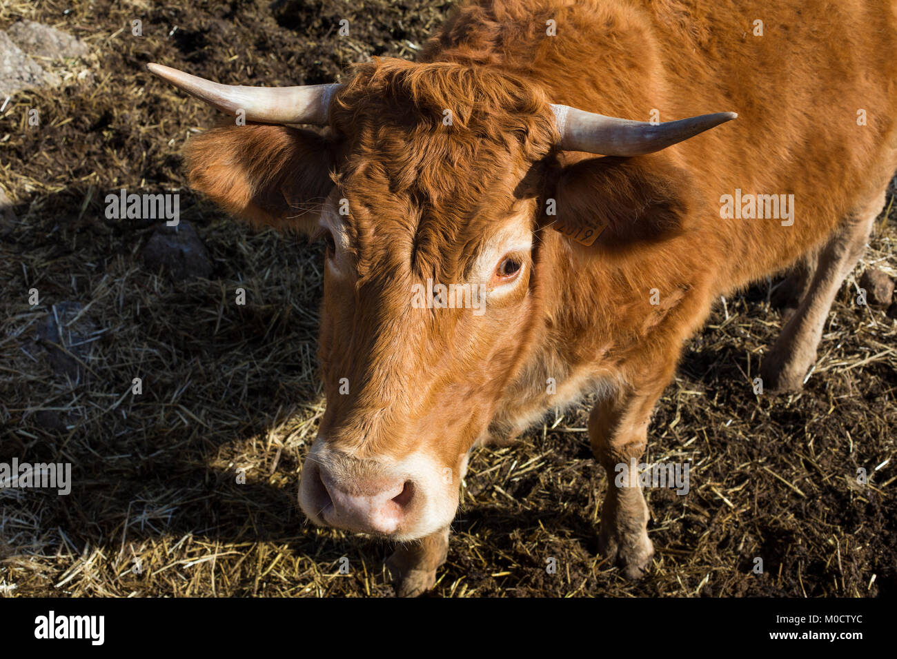 Cow looking straight at you hi-res stock photography and images - Alamy