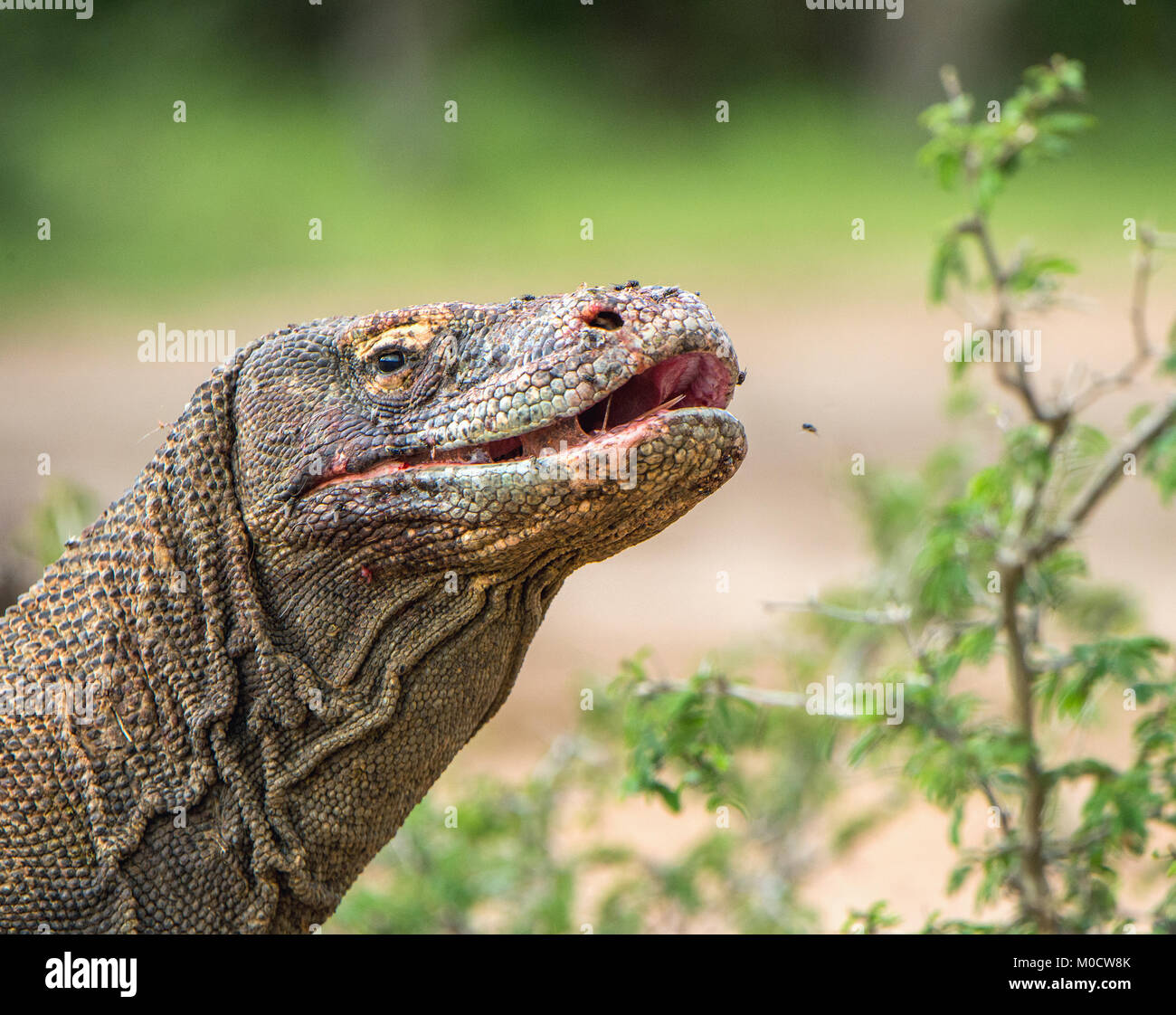 Close up Portrait of Komodo dragon with open mouth. ( Varanus ...