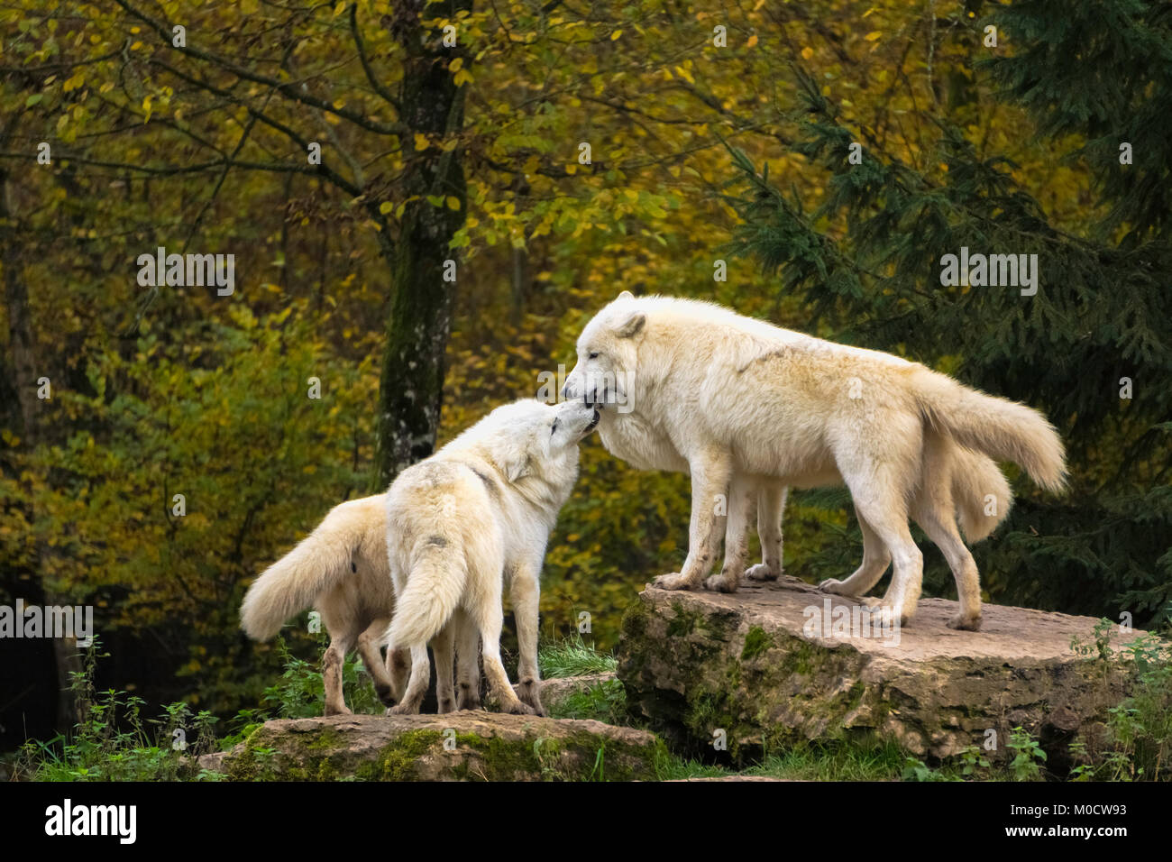 Arctic wolves hi-res stock photography and images - Alamy