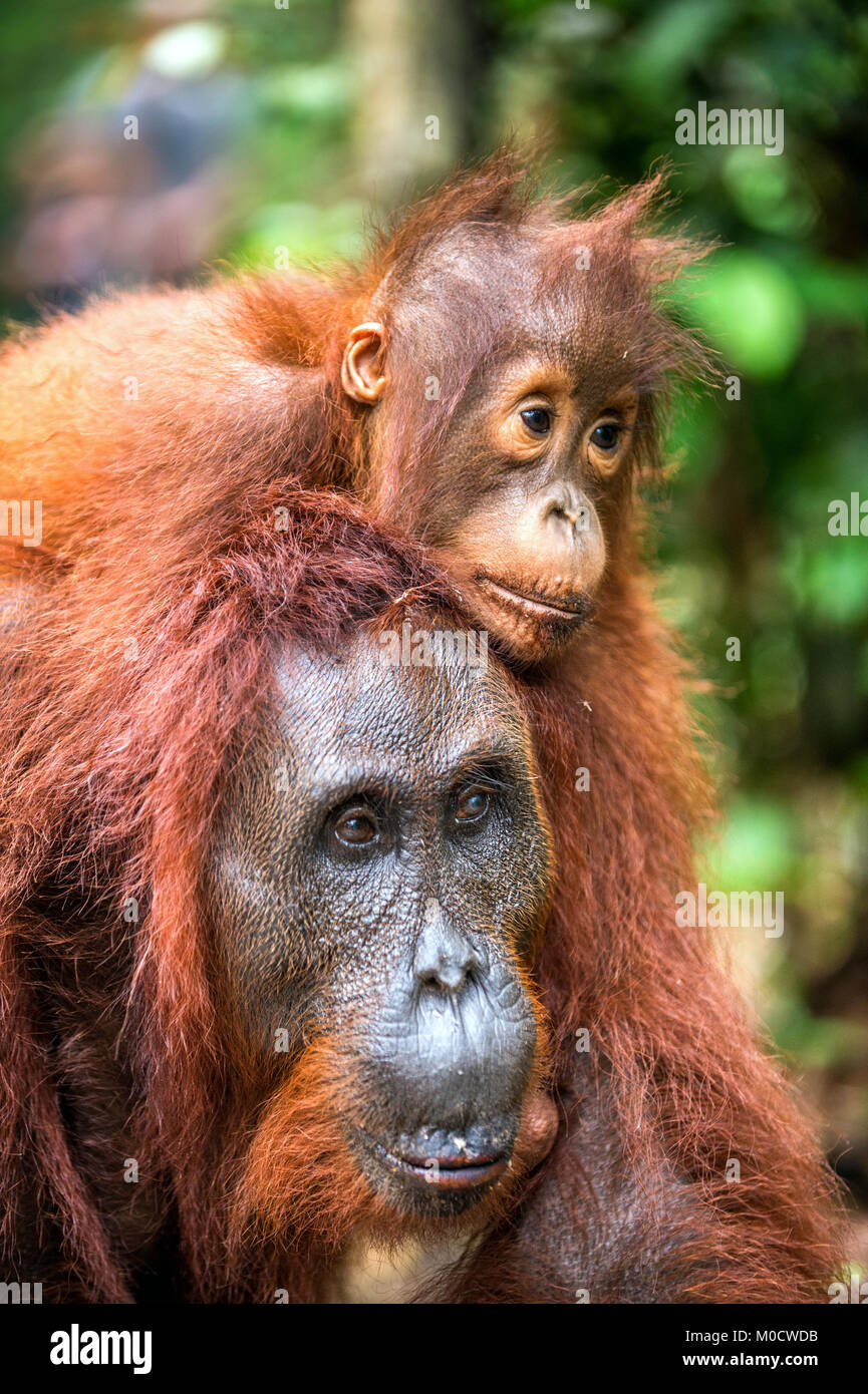On a mum`s back. Cub of orangutan on mother`s back. Green rainforest ...