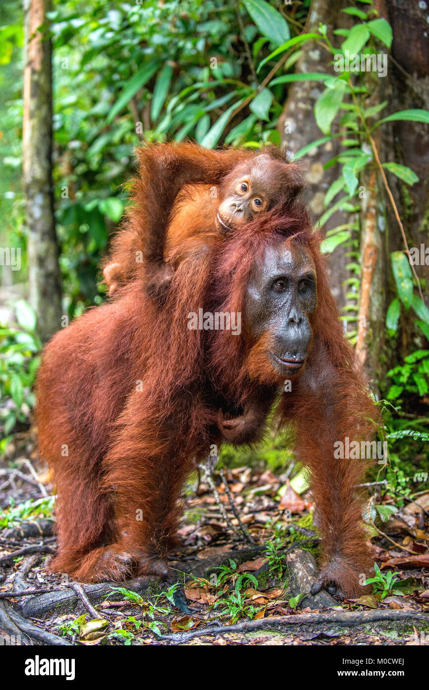 On a mum`s back. Cub of orangutan on mother`s back. Green rainforest ...