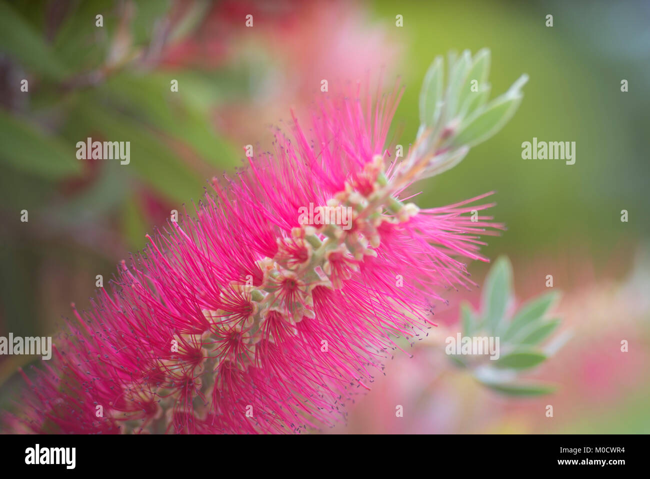 Fluffy pink flowers hi-res stock photography and images - Alamy