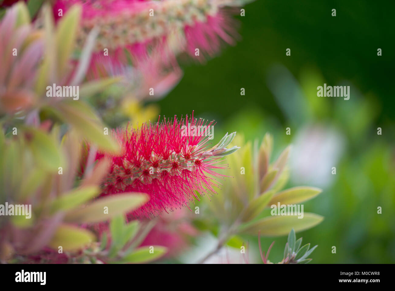 Fluffy pink flowers hi-res stock photography and images - Alamy