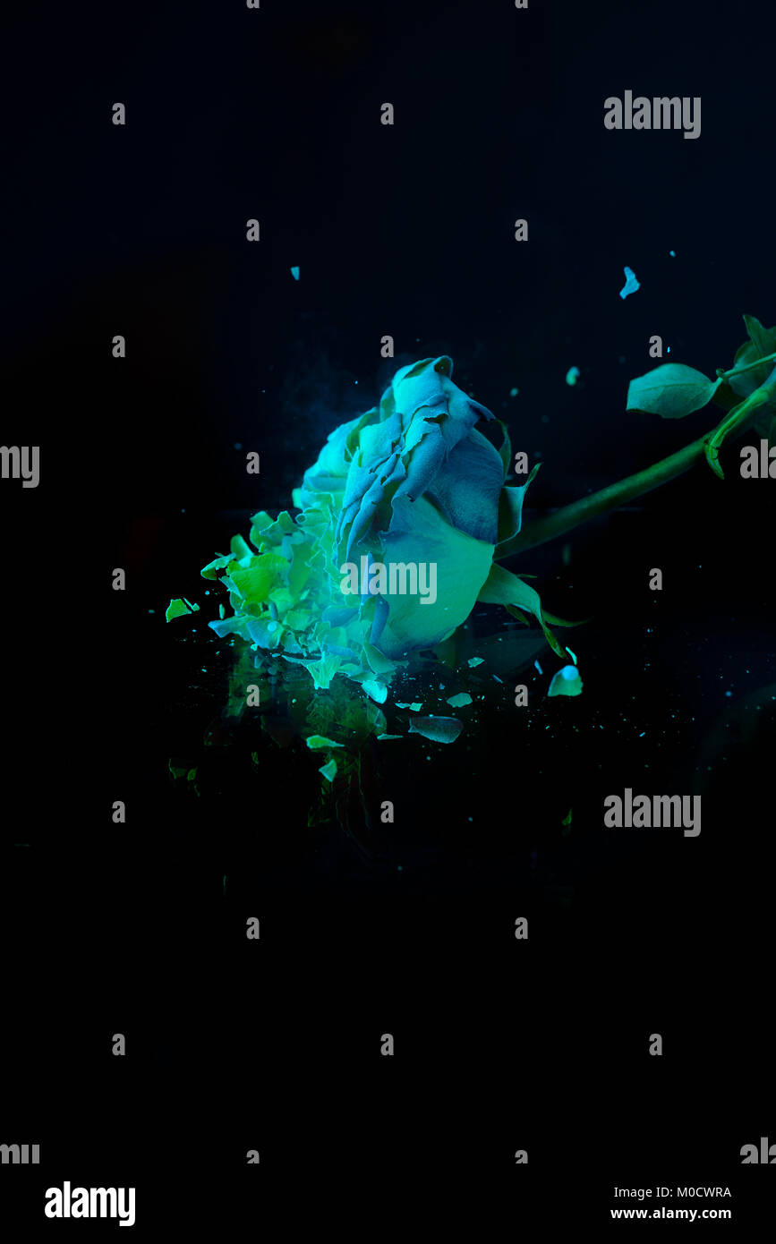 Rose in liquid nitrogen hi-res stock photography and images - Alamy