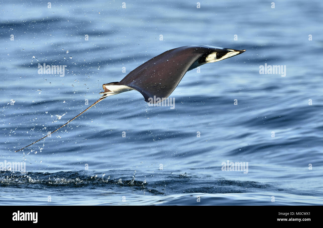 Mobula ray jumping out of the water. Mobula munkiana, known as the ...