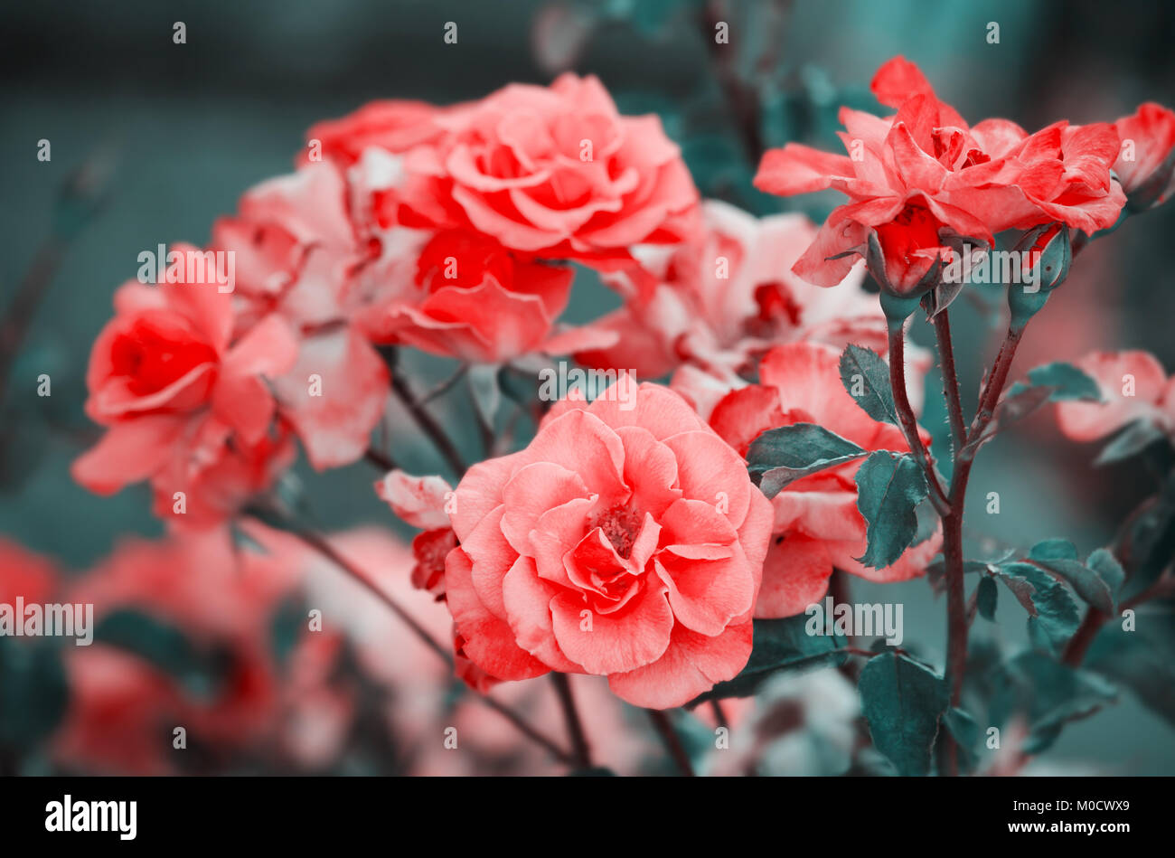 Bushes of pink roses on natural background Stock Photo - Alamy