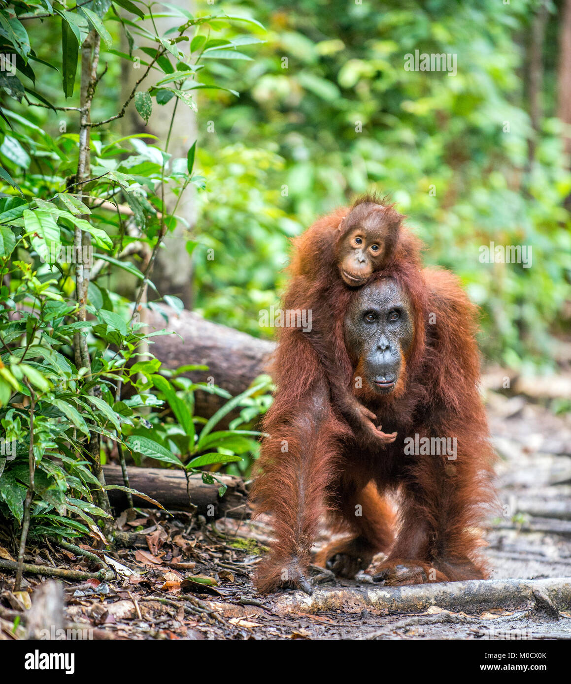 On a mum`s back. Cub of orangutan on mother`s back. Green rainforest ...