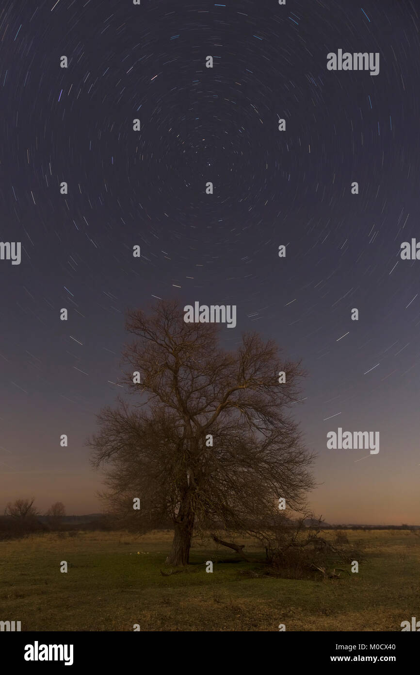 Night long exposure picture fro a tree and stars Stock Photo - Alamy