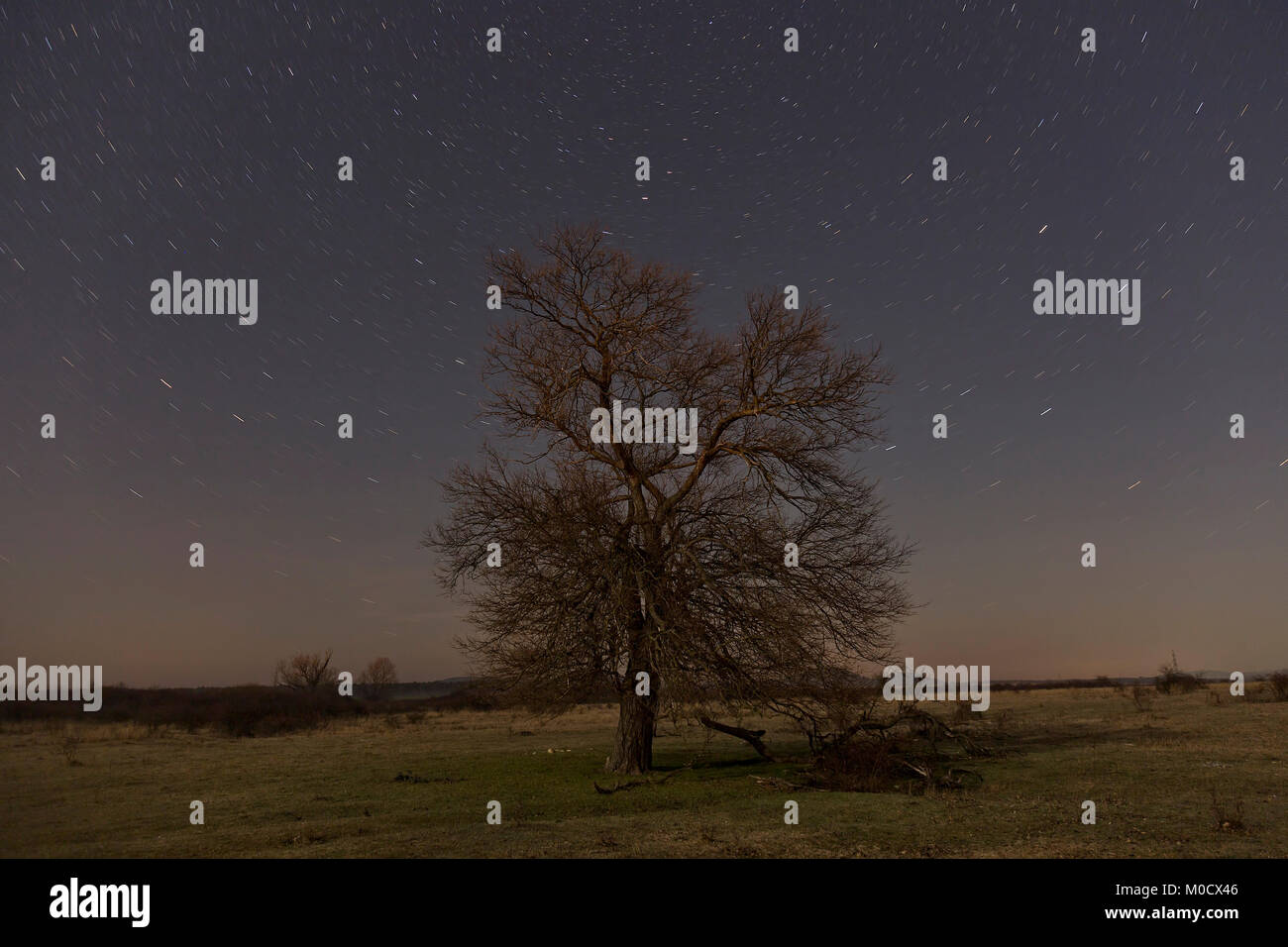 Night long exposure picture fro a tree and stars Stock Photo - Alamy