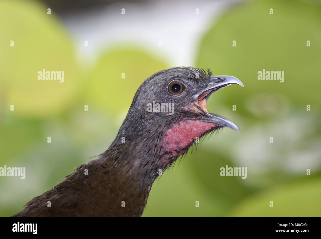 Rufous-vented Chachalaca - Ortalis ruficauda Stock Photo - Alamy