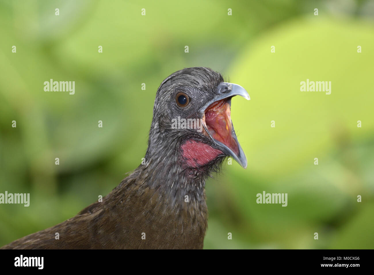 Rufous-vented Chachalaca - Ortalis ruficauda Stock Photo - Alamy