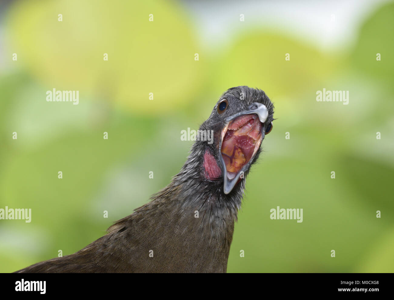 Rufous-vented Chachalaca - Ortalis ruficauda Stock Photo - Alamy