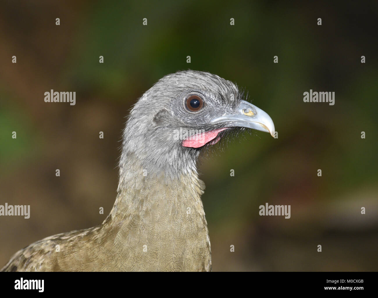 Chachalacas hi-res stock photography and images - Alamy