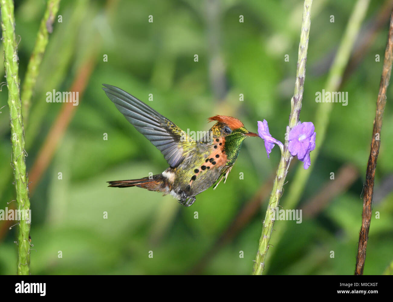 Tufted coquette hummingbird hi-res stock photography and images - Alamy