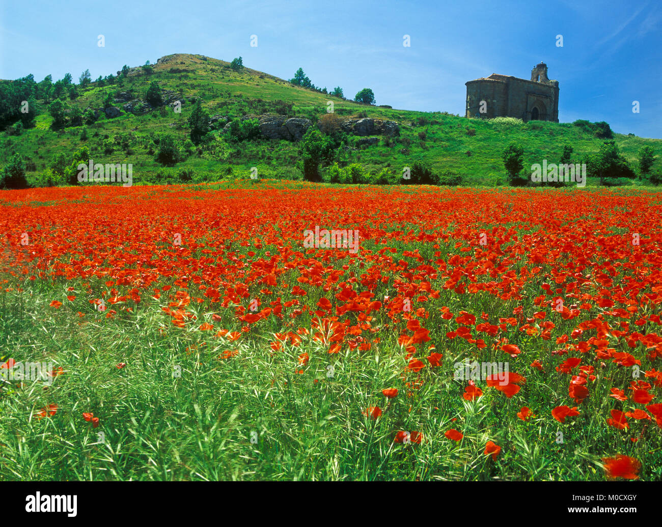 Poppy fields in Fuentes Carrionas Natural Park, Palencia, Castilla y ...