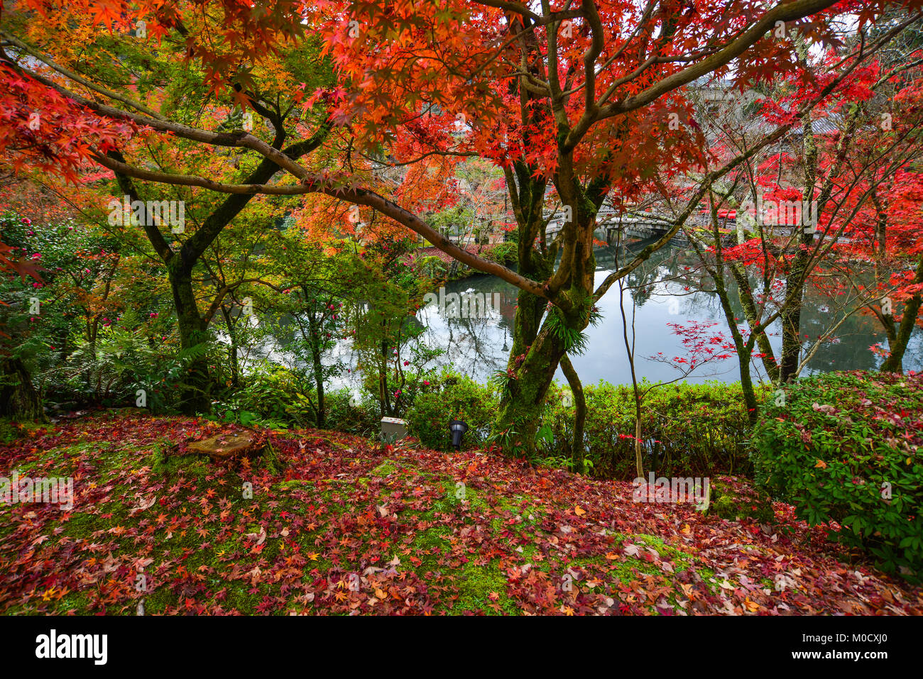 Maple trees with red leaves at autumn in Kyoto, Japan Stock Photo - Alamy
