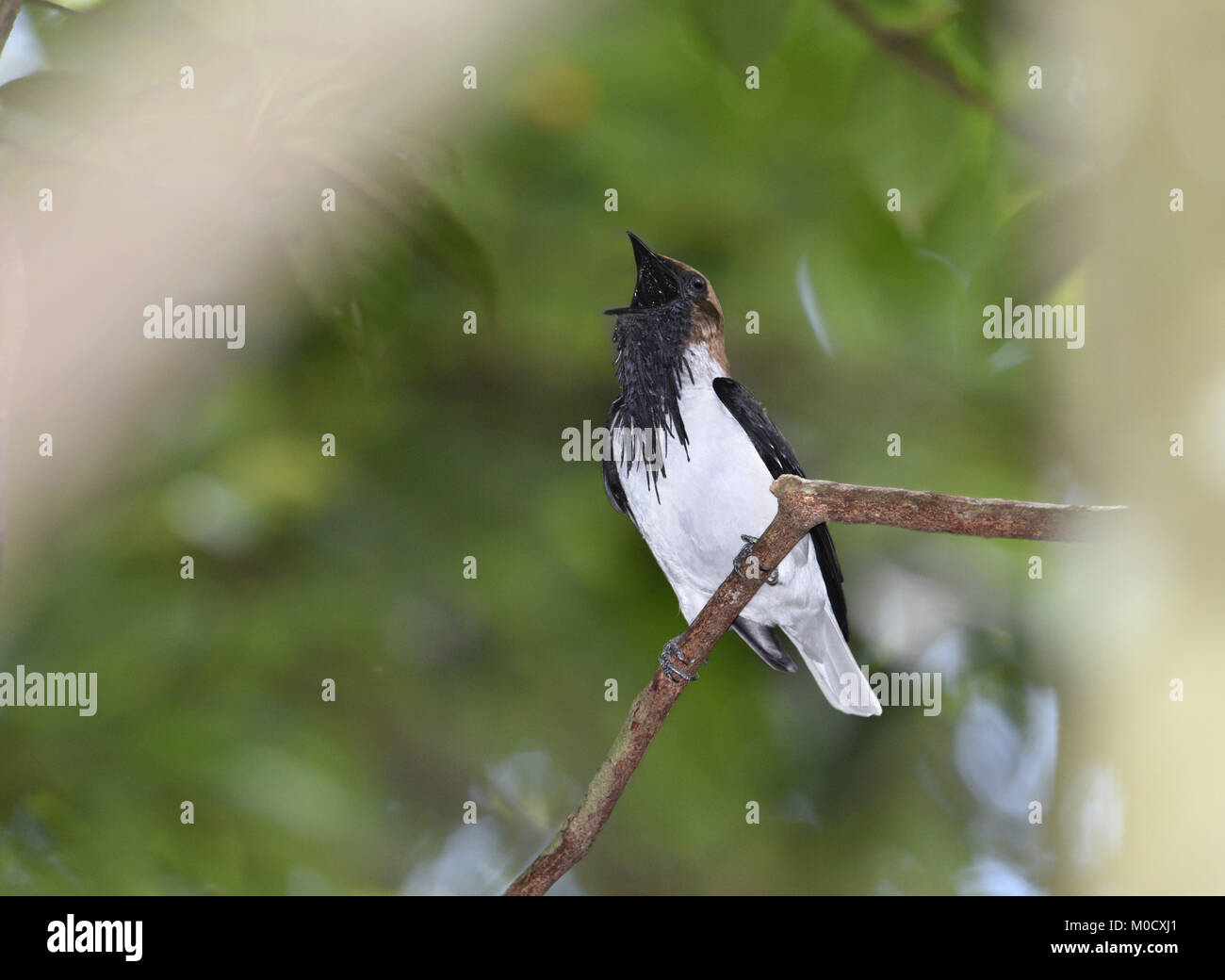Bearded Bellbird - Procnias averano Stock Photo - Alamy