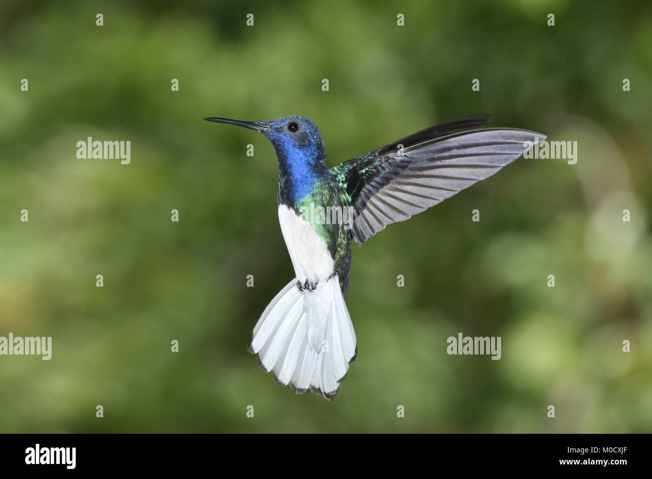 Jacobin Bird High Resolution Stock Photography and Images - Alamy