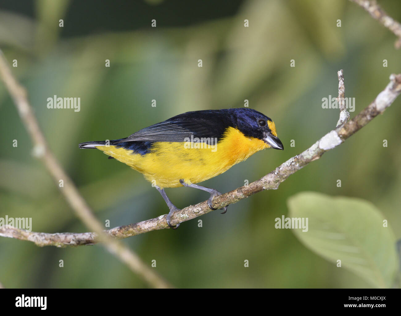 Violaceous Euphonia - Euphonia violacea male Stock Photo - Alamy