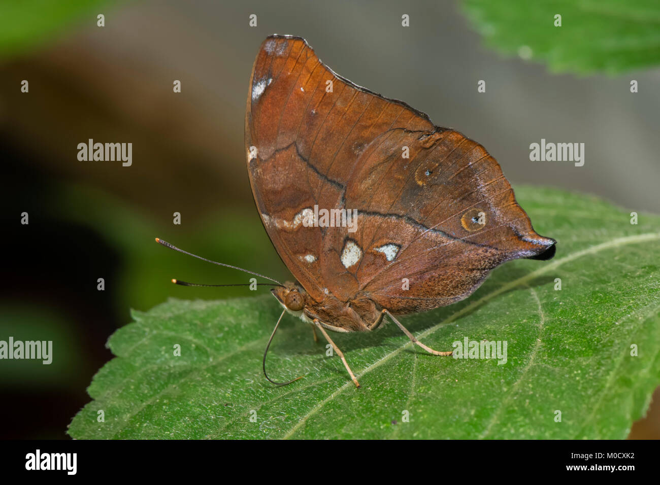 Autumn leaf butterfly hi-res stock photography and images - Alamy